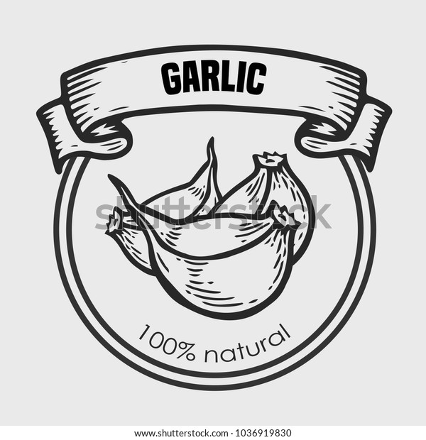 Garlic Vector Drawing Label Plant Hand Stock Vector (Royalty Free ...