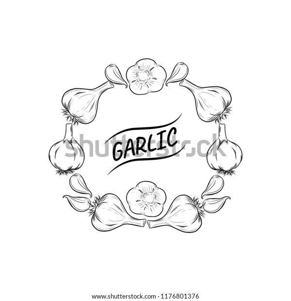 Garlic Wreath Vector Outline Illustration Vegetable: เวกเตอร์สต็อก ...