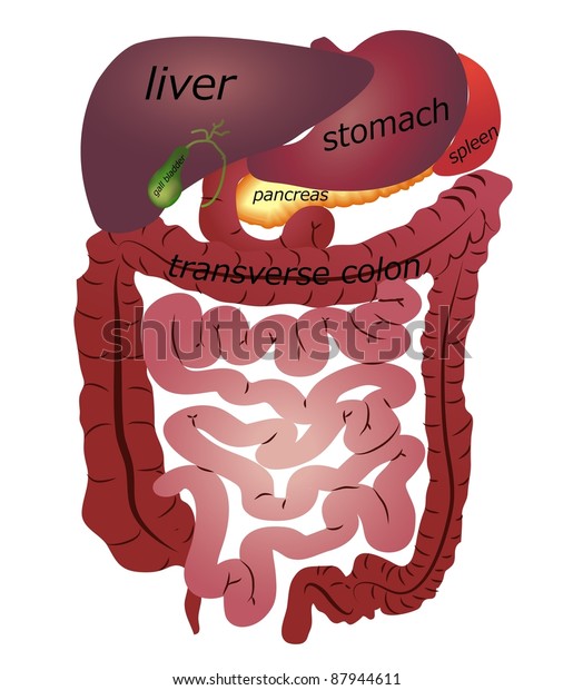 Gastrointestinal Tract White Background Stock Vector (Royalty Free ...