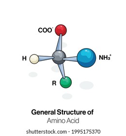 General Molecular Structure Amino Acid Stock Vector (Royalty Free ...
