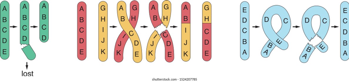 Plant Absorption Conduction Elevation Transport Cell Stock Vector ...