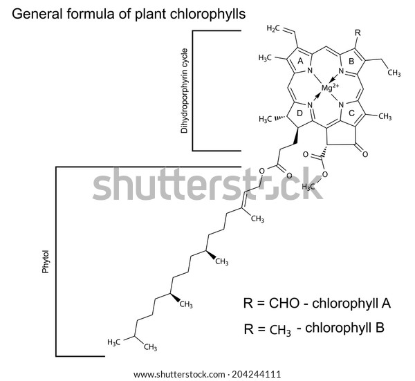 General Structural Chemical Formula Plant Chlorophyll Stock Vector ...