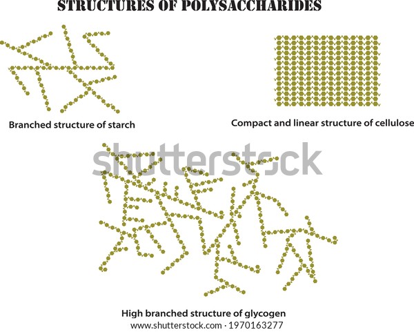 General Structure Polysaccharides Cellulose Starch Glycogen Stock ...
