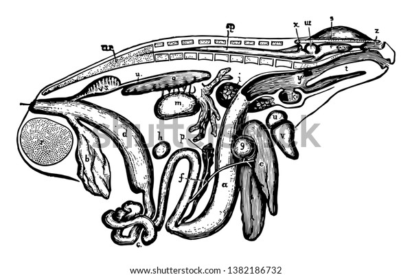 General View Viscera Male Frog Right Stock Vector (Royalty Free ...