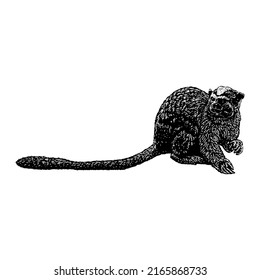 Geoffroys Tamarin Hand Drawing Vector Illustration Stock Vector ...
