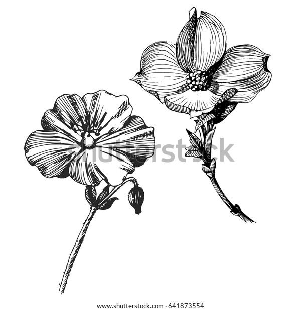 Geranium Rozanne Flowers Wild Flower Isolated Stock Vector (Royalty ...
