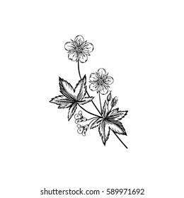 Geranium Vector Wildflowers Collection Outline Style Stock Vector ...