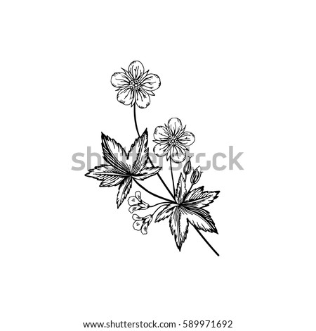 Geranium Vector Wildflowers Collection Outline Style Stock Vector ...