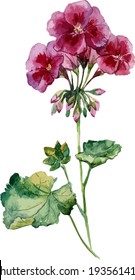 2,767 Watercolor geraniums Images, Stock Photos & Vectors | Shutterstock