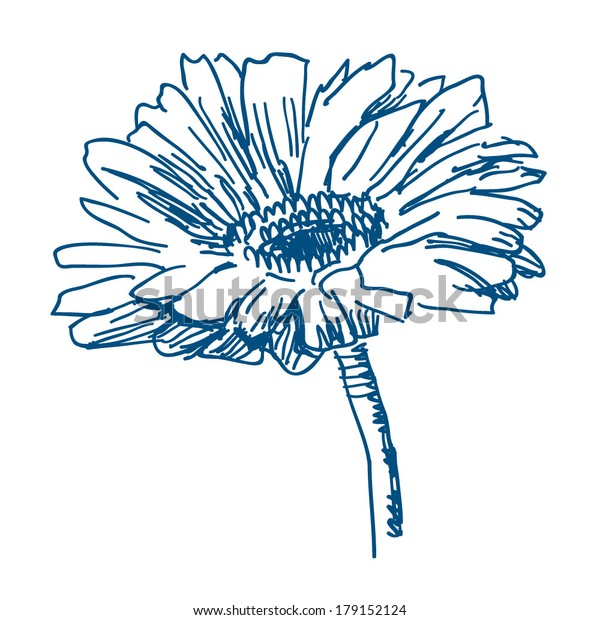 Gerbera Flower Drawing Isolated On White Stock Vector (Royalty Free ...