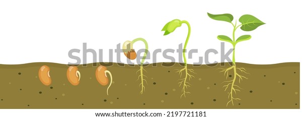 Germination des graines de haricots dans : image vectorielle de stock ...