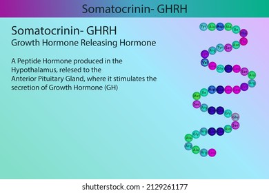 Ghrh Somatocrinin Hormone Peptide Structure Infographic Stock Vector ...