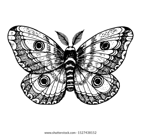 Giant Emperor Moth Hand Drawn Vector Stock Vector (Royalty Free ...