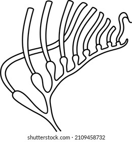 Giant Kelp Vector Outline Illustration Stock Vector (Royalty Free ...