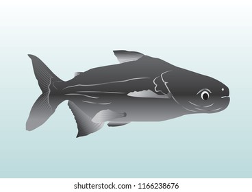 4 Serious mekong giant catfish Images, Stock Photos & Vectors ...