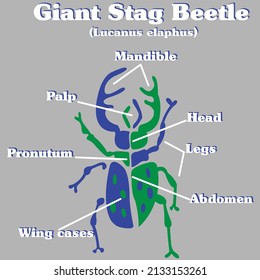 331 Diagram Beetle Images, Stock Photos & Vectors | Shutterstock