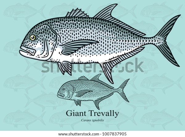 Giant Trevally. Vector illustration with refined details and optimized ...