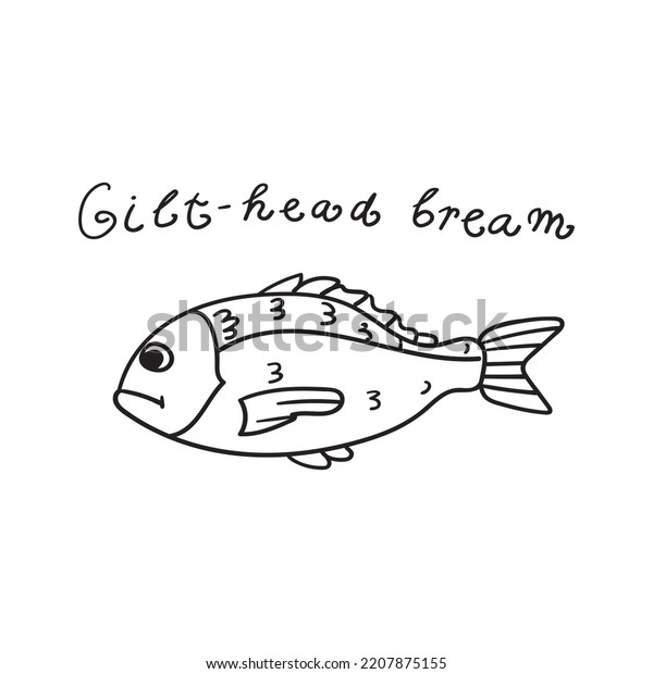 Gilthead Bream Fish Hand Drawn Outline Stock Vector (Royalty Free ...