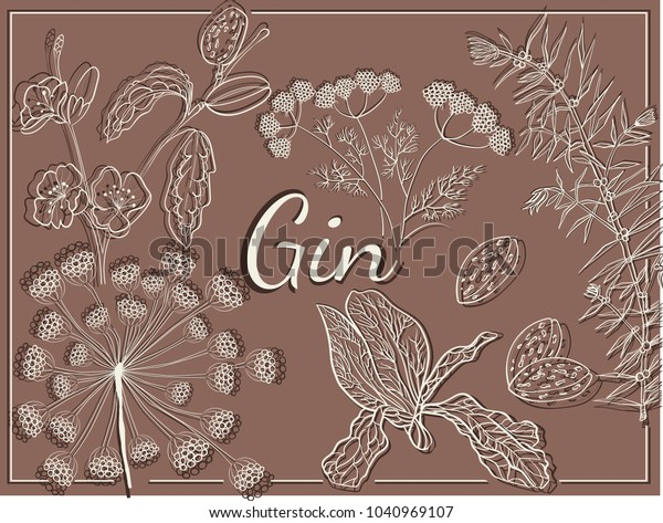 Gin Herbs Recipe Hand Draw Angelica: Vector có sẵn (miễn phí bản quyền ...