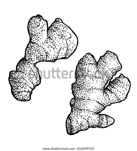 Ginger Illustration Drawing Engraving Ink Line Stock Vector (Royalty ...