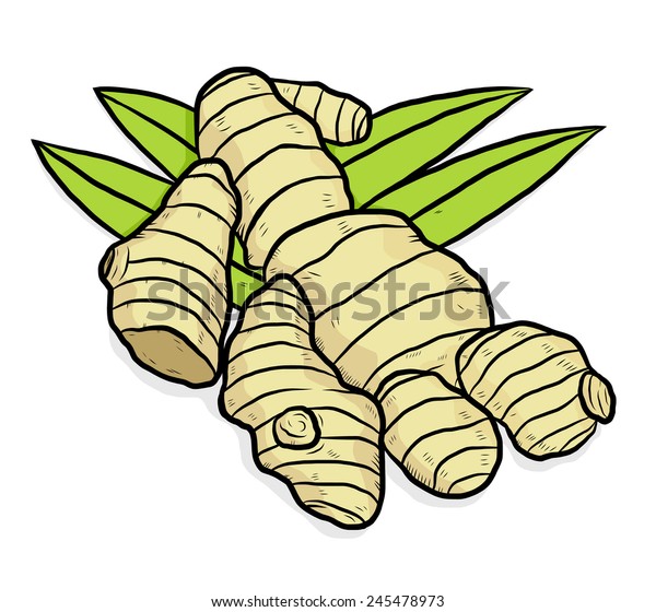 Ginger Leaves Cartoon Vector Illustration Hand Stock Vector (Royalty ...