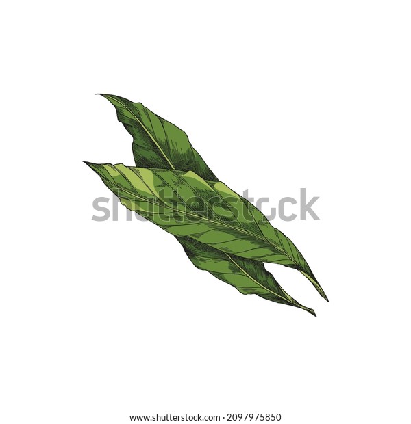 2,466 Turmeric Leaf Vector Images, Stock Photos & Vectors | Shutterstock