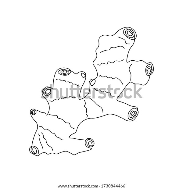 Ginger Line Drawing Vector Food Concept Stock Vector (Royalty Free ...