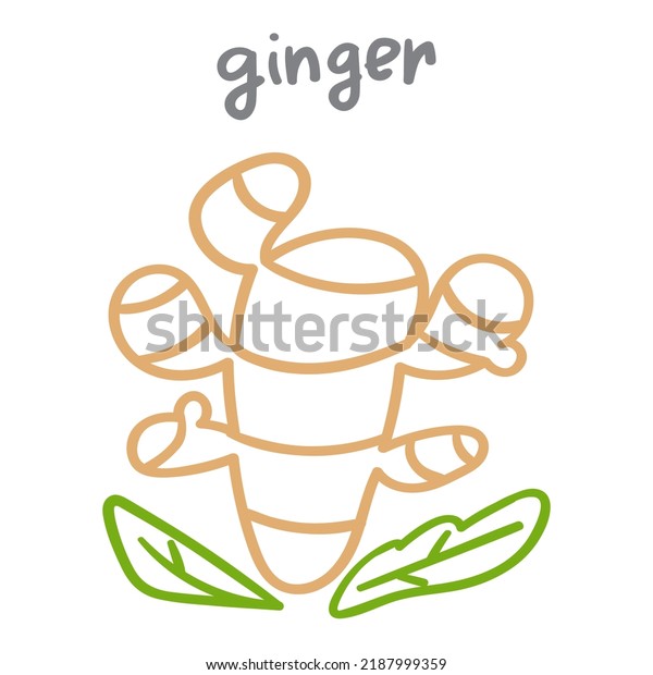 Ginger. Esbozar ilustración vectorial dibujada a: vector de stock ...