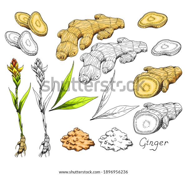 Ginger Root Asian Chinese Traditional Medicine Stock Vector (Royalty ...
