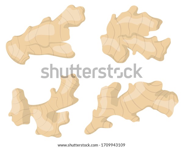 Ginger Root Cartoon Style Healthy Food Stock Vector (Royalty Free ...