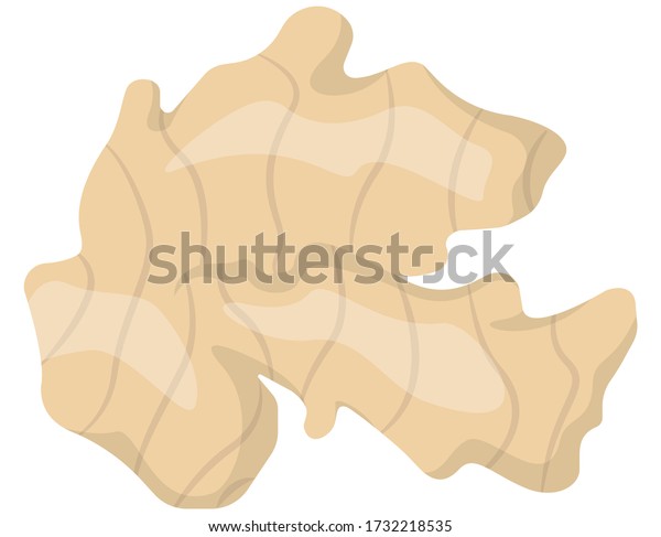 Ginger Root Cartoon Style Healthy Food Stock Vector (Royalty Free ...