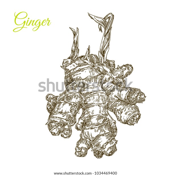 Ginger Root Shoots Engraving Style Vector Stock Vector (Royalty Free ...