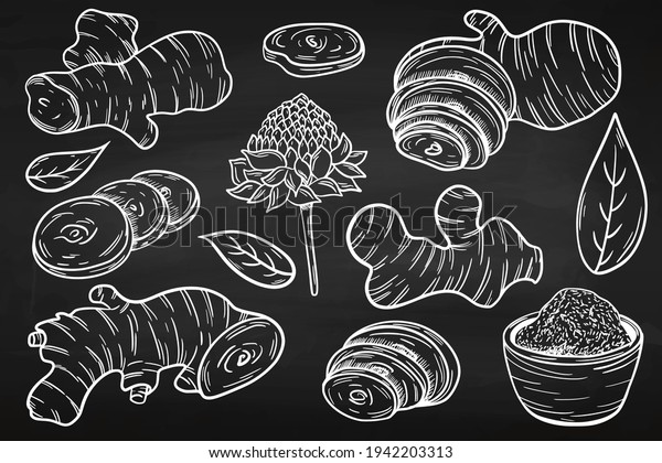Ginger Style Hand Drawing On Chalk Stock Vector (Royalty Free ...