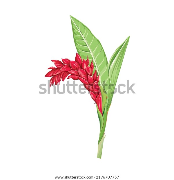 Ginger Tropical Flower Botanical Drawing Red Stock Vector (Royalty Free ...