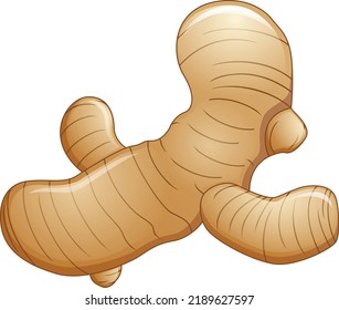 Ginger Vector Icon Cartoon Vector Icon Stock Vector (Royalty Free ...