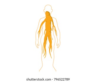 Ginseng Root Resembles Human Body Anatomy: vector de stock (libre de ...