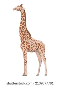 Giraffe Sideways Wild Animals Africa Realistic Stock Vector (Royalty ...
