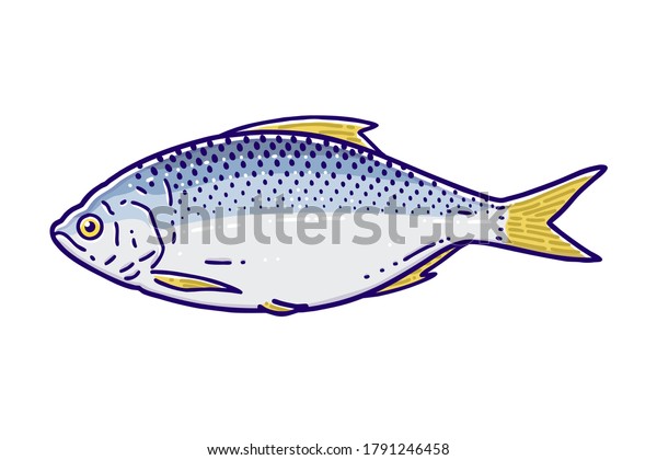 Gizzard Shad Colored Vector Illustration Stock Vector (Royalty Free ...