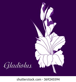 Gladiolus Flowervector Illustration Stock Vector (Royalty Free ...