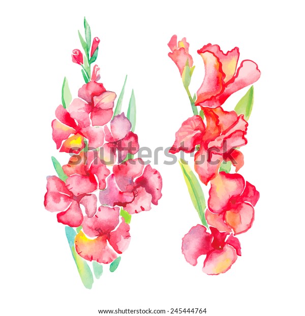 Gladiolus Isolated Flowers Vector Tropical Flowers Stock Vector ...