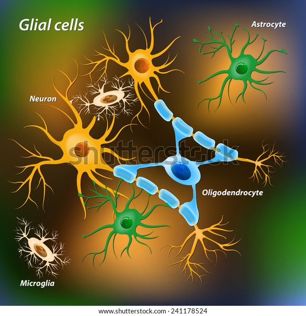 Glial Cells On Color Background Medical Stock Vector (Royalty Free ...