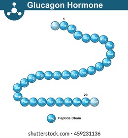 163 Gluconeogenesis 图片、库存照片和矢量图 | Shutterstock