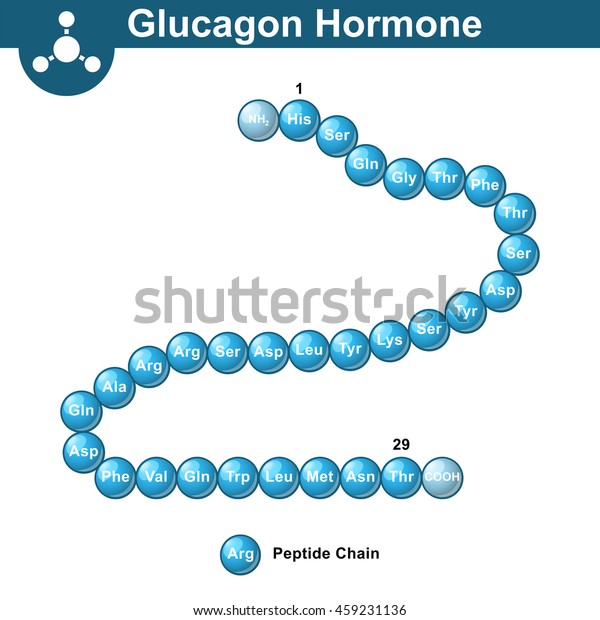 Vektor Stok Glucagon Hormone Chemical Structure 3d Illustration (Tanpa ...