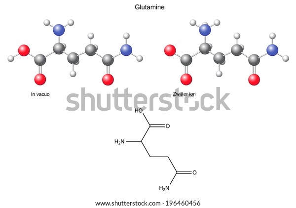 Glutamine Gln Chemical Structural Formula Models Stock Vector (Royalty ...