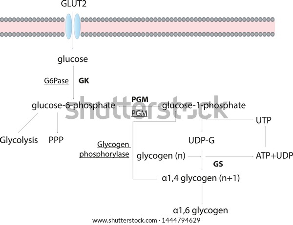 Glycogen Metabolism Pathway Glucose 库存矢量图（免版税）1444794629 | Shutterstock