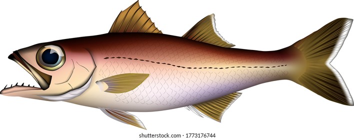 Gnomefish Realistic Illustration Vector Eps Format Stock Vector ...