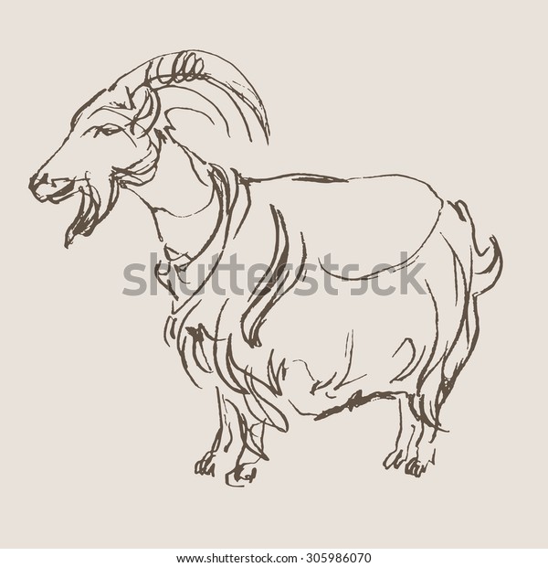 Goat Hand Draw Sketch Vector Stock Vector (Royalty Free) 305986070