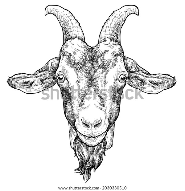 Goat Hand Drawn Portrait Vector Illustration Stock Vector (Royalty Free ...
