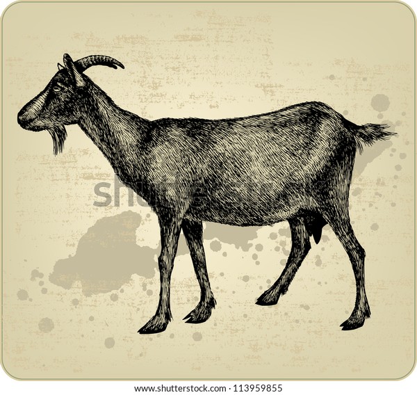 Goat Horns Handdrawing Vector Illustration Stock Vector (Royalty Free ...