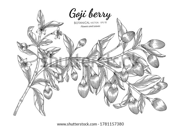 Goji Berry Fruit Hand Drawn Botanical Stock Vector (Royalty Free ...